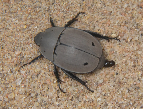 Genus Hexodon · iNaturalist