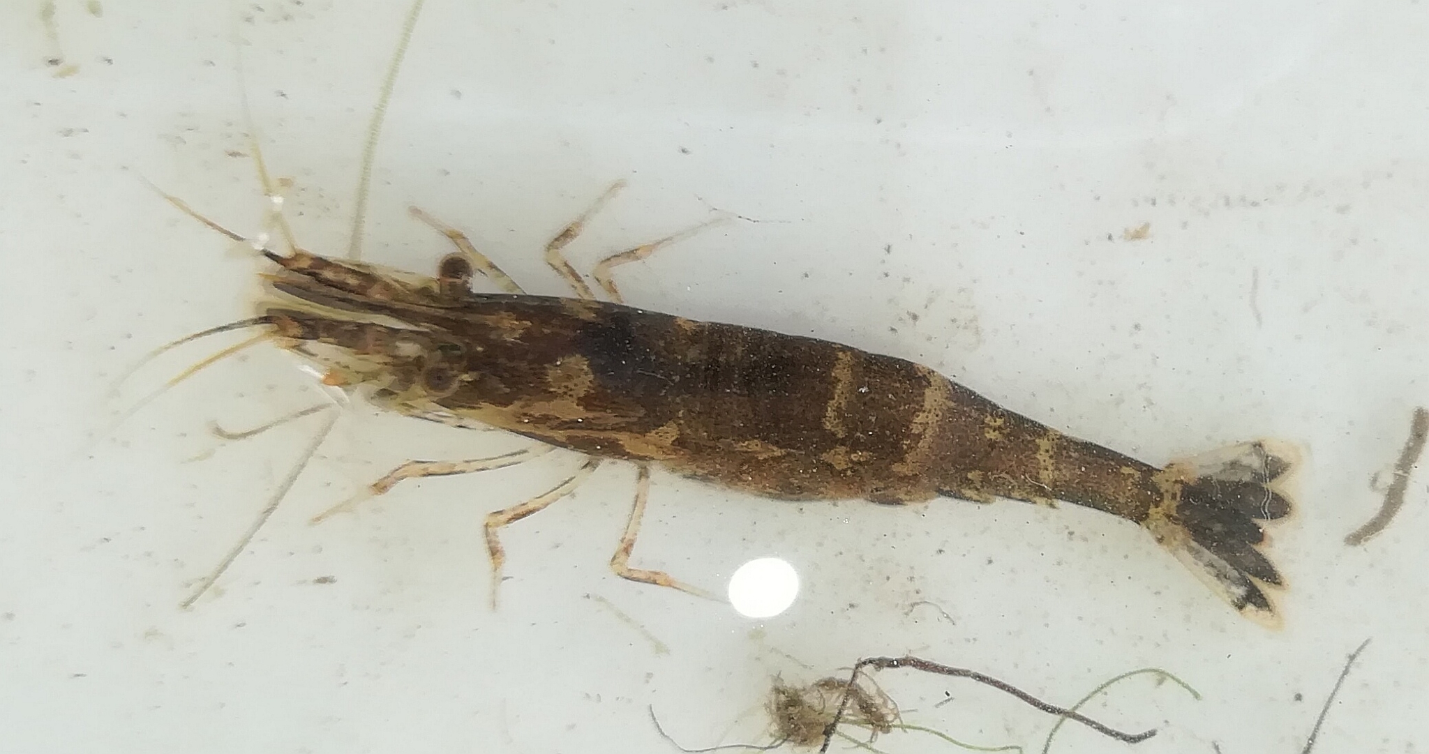 Freshwater Shrimp Scotland