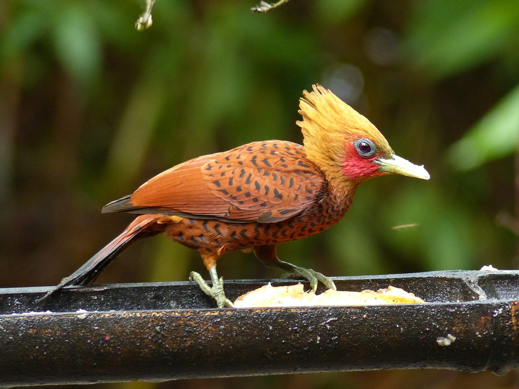 Neotropical Crested Woodpeckers (Celeus) - Avian Discovery