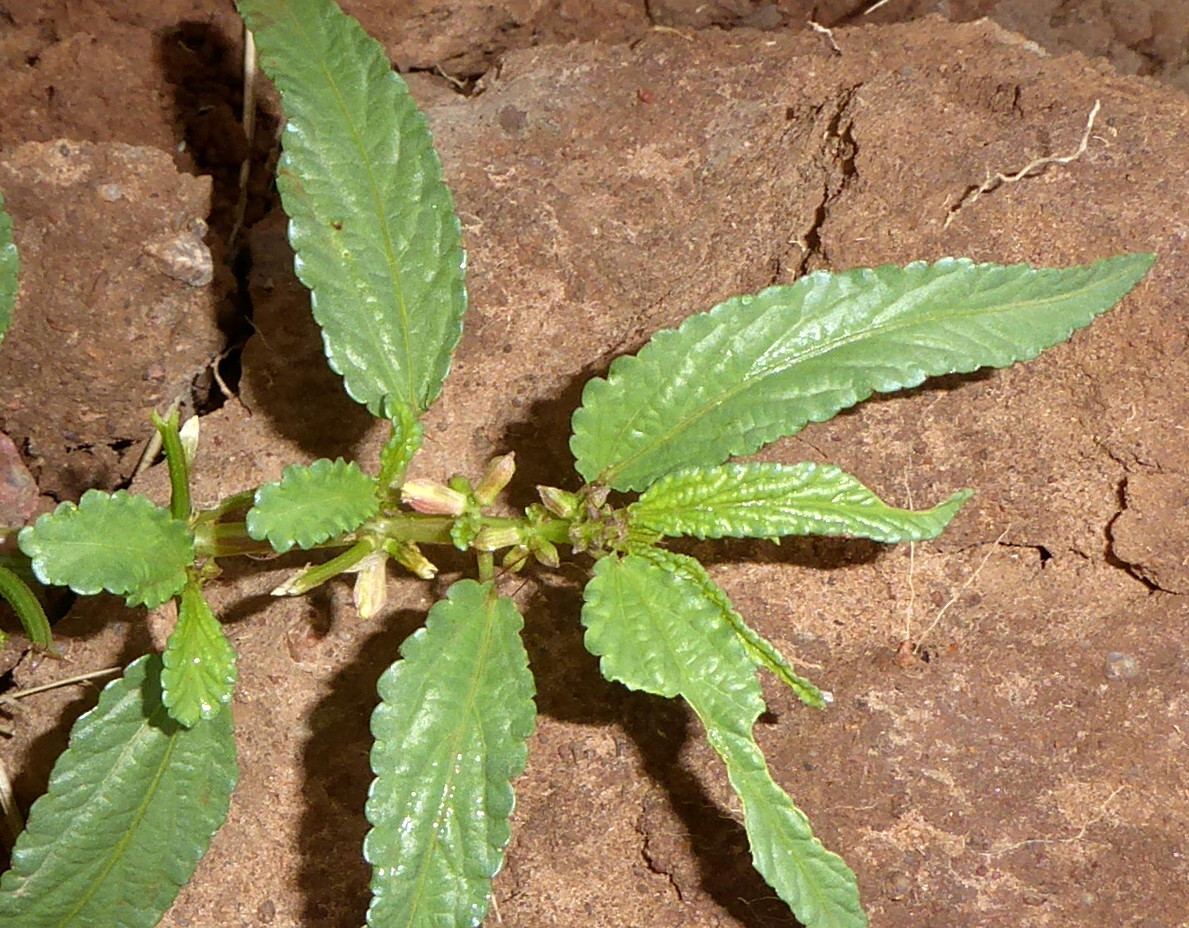 Corchorus tridens L.