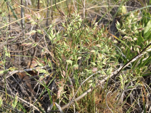 Poa concinna · iNaturalist