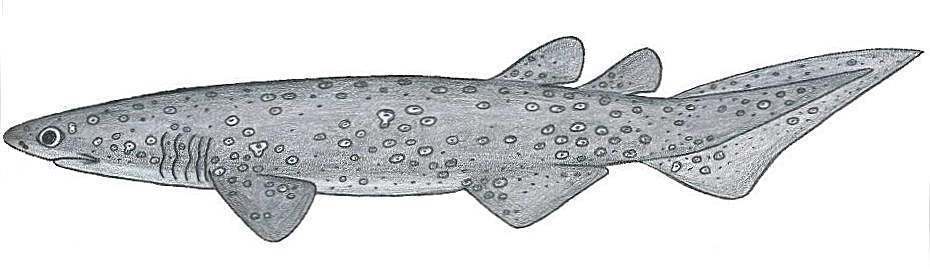 Bramble Shark (Echinorhinus brucus) - Marine Life Identification