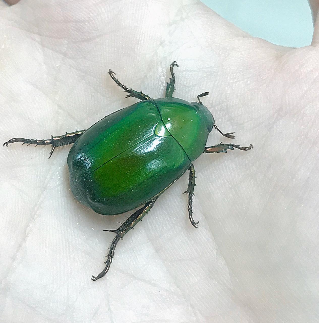 Anomala cupripes (Hope, 1839)