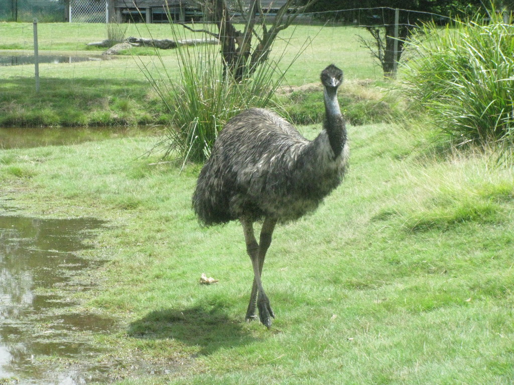 Emu (Birds of Panboola) · iNaturalist Mexico