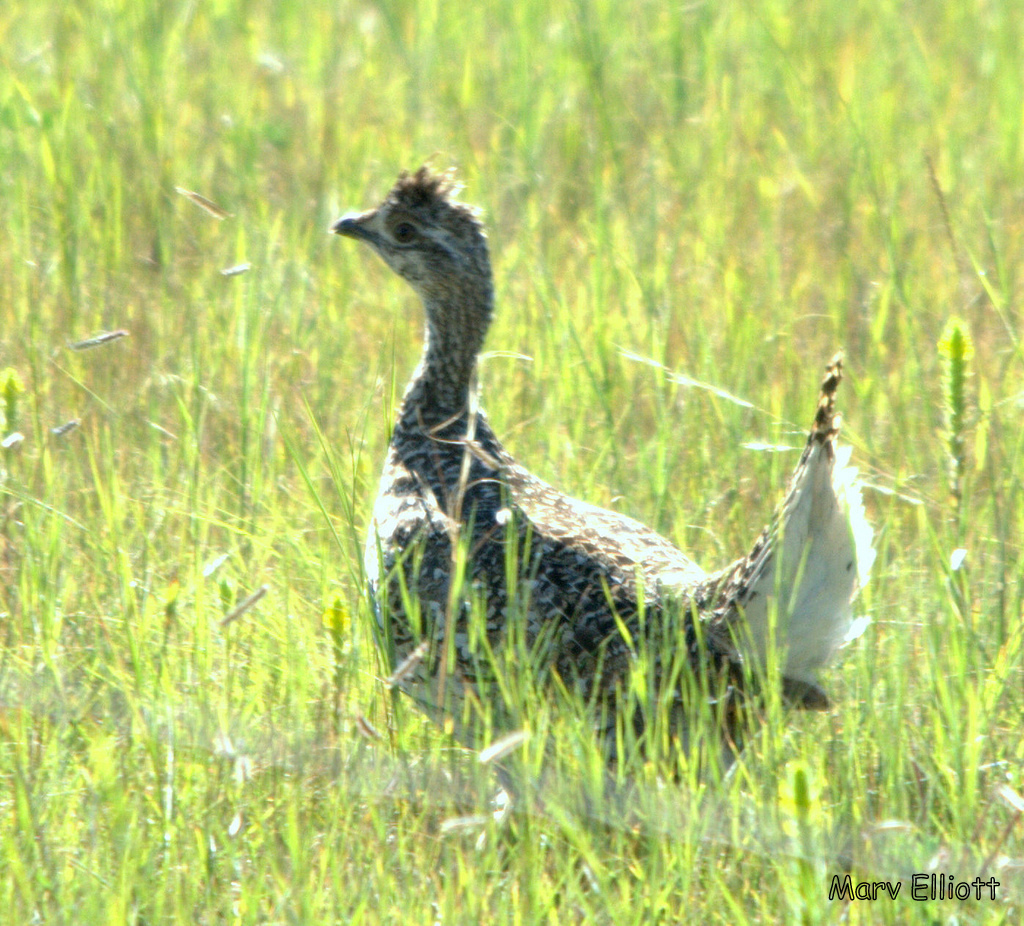 Sharp-tailed Grouse (Birds of Wind Cave National Park) · iNaturalist