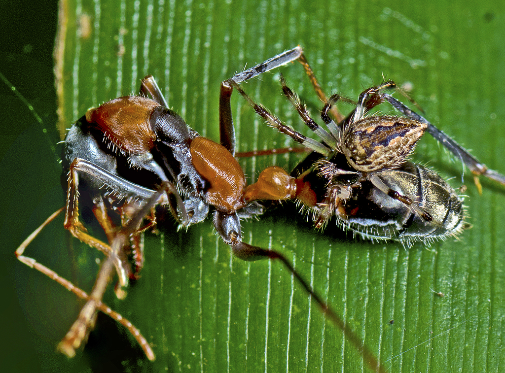 Ant-eating Spiders from Pitta Cct, Mount Nebo QLD 4520, Australia on ...