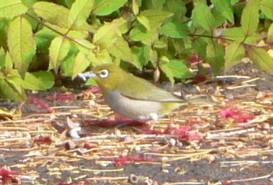 Silvereye from Pemberton, Western Australia, Australia on November 7 ...