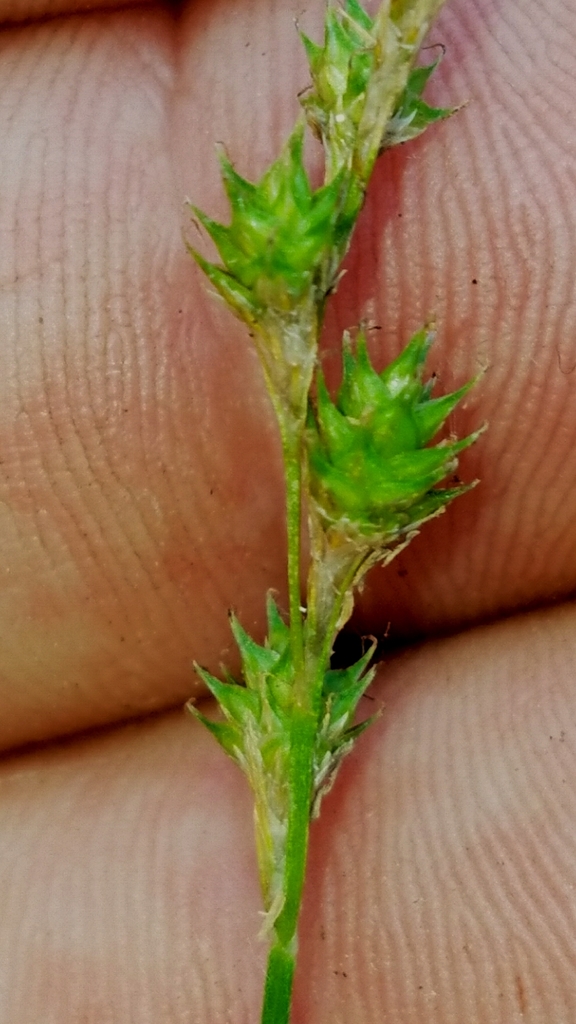 fescue sedge (Nash Prairie Plants List) · iNaturalist