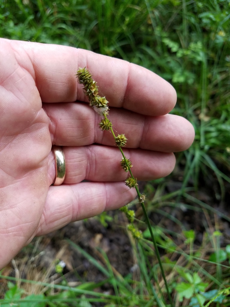 Eastern Fox Sedge (Nash Prairie Plants List) · iNaturalist