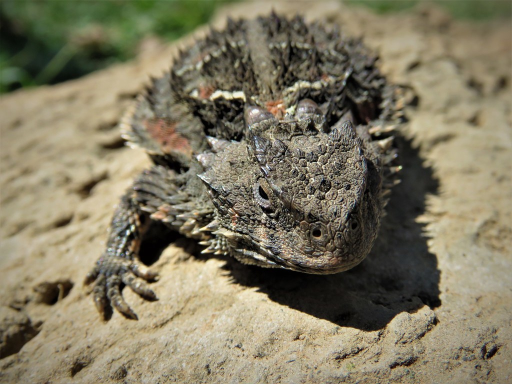 Mountain Horned Lizard from San Miguel Ajusco, CDMX, México on April 27 ...