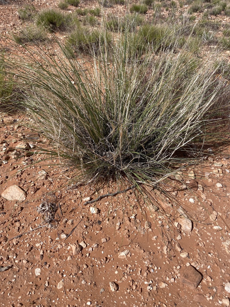 Sand Ricegrass from Hurricane, UT, US on April 28, 2020 at 10:42 AM by ...