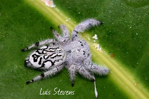 Saltarina blanca (Salticidae México) · BioDiversity4All