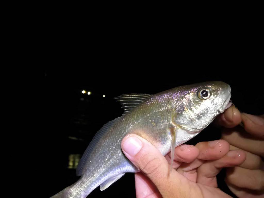 Bottlenose Croaker (Johnius australis) - Marine Life Identification