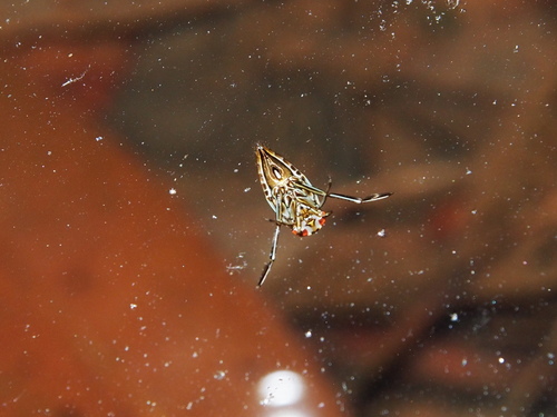 Enithares sinica · iNaturalist Mexico