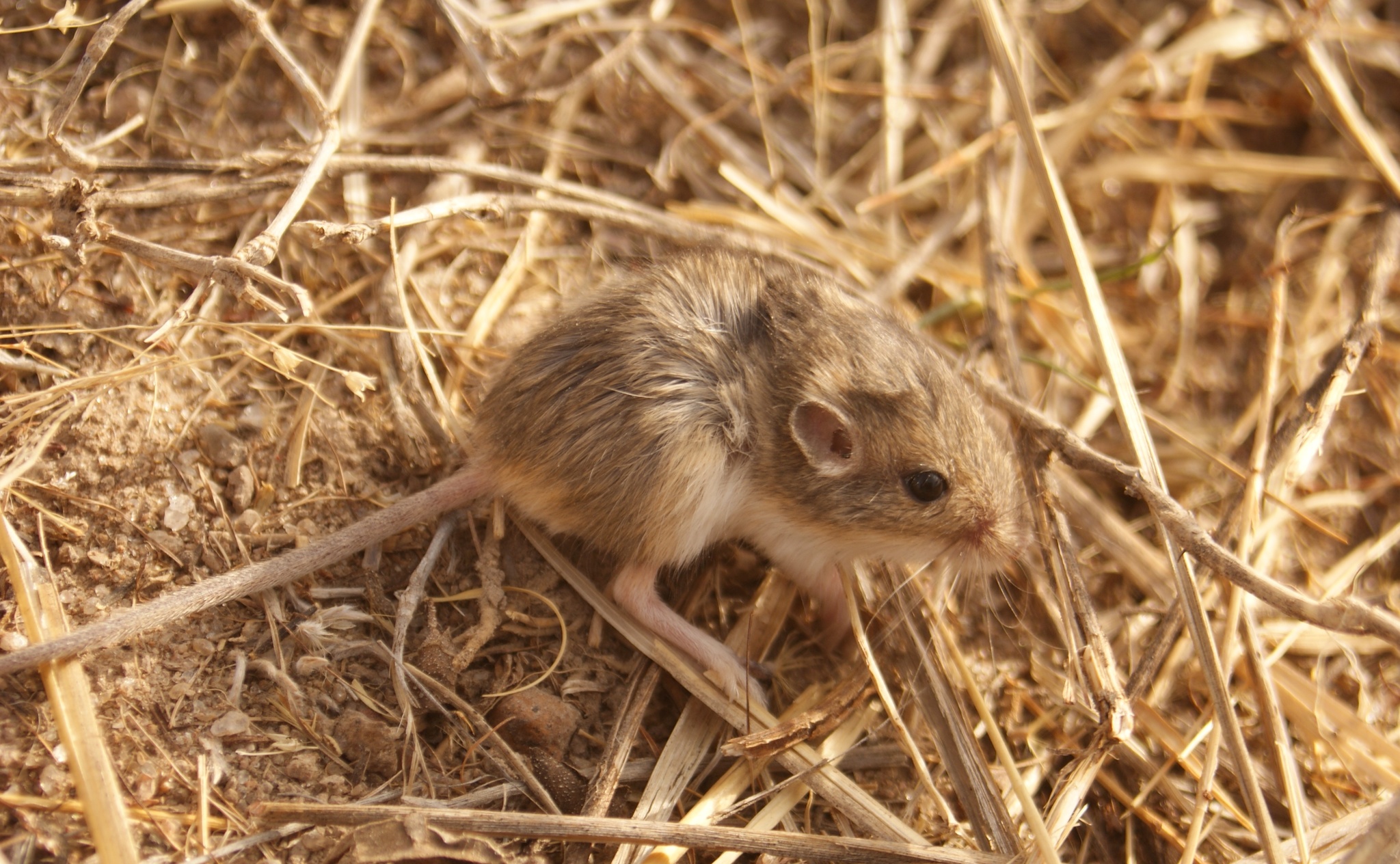 Perognathus flavus Baird, 1855