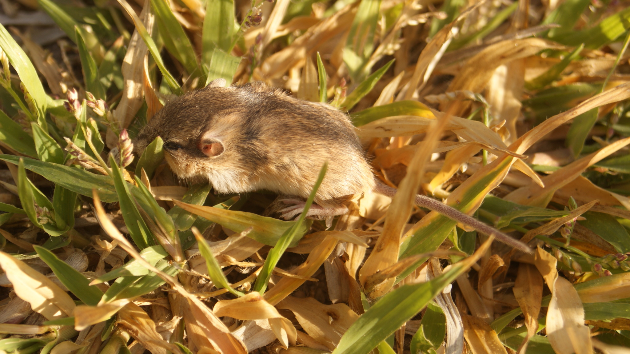 Perognathus flavus Baird, 1855