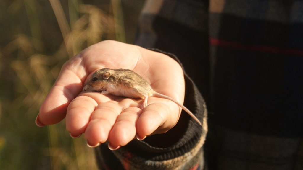 Silky Pocket Mouse from Sombrerete, Zac., México on September 29, 2011 ...
