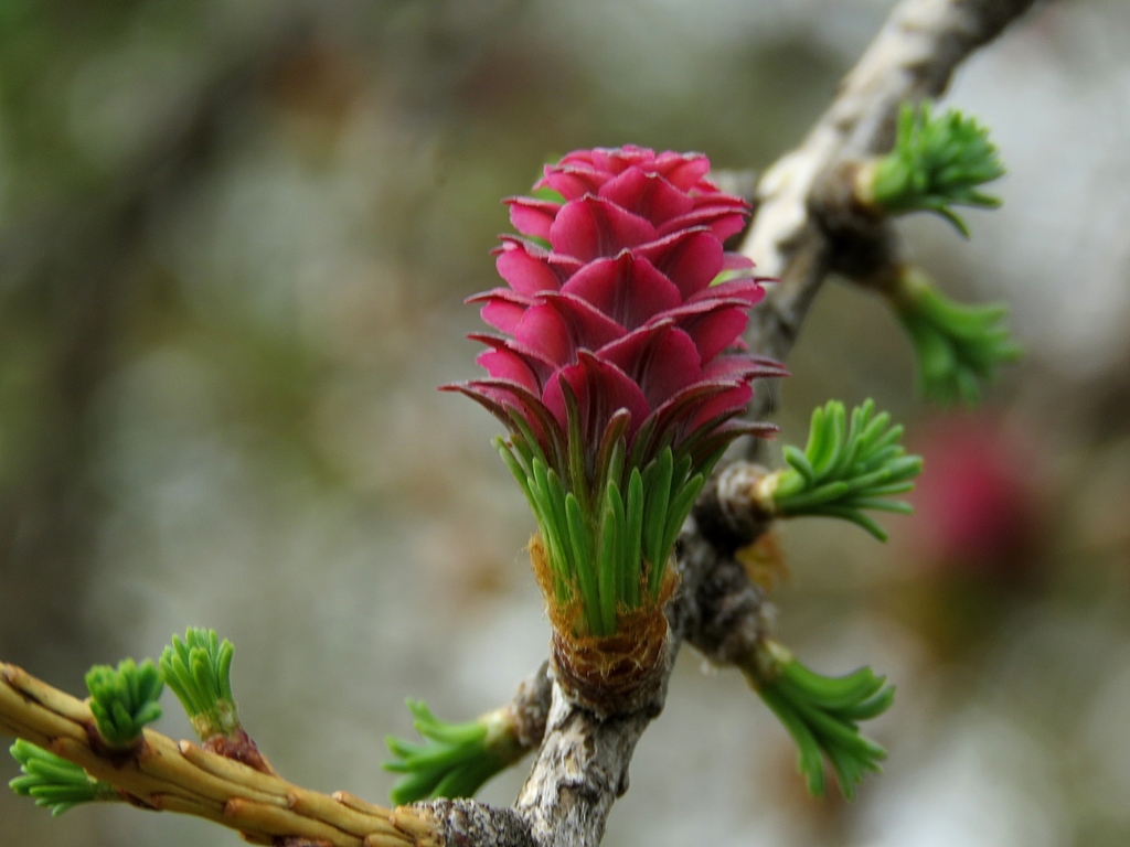 Siberian larch (Larix sibirica) - Botanical Realm