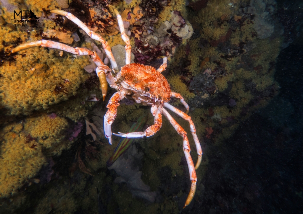 Great spider crab from Victoria on December 13, 2016 at 10:31 AM by ...