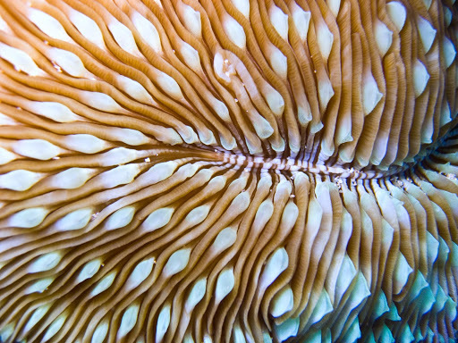Fungia (ReefBlitz Common Marine Species) · iNaturalist