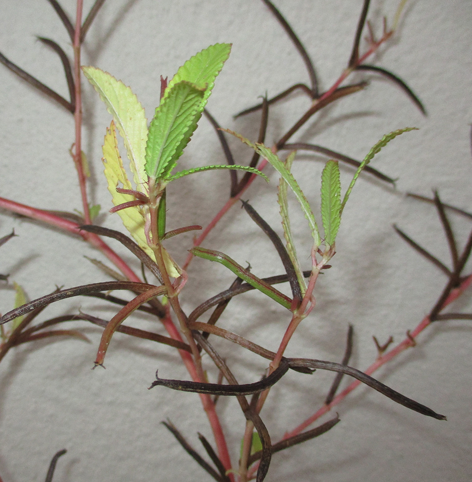 Corchorus tridens L.