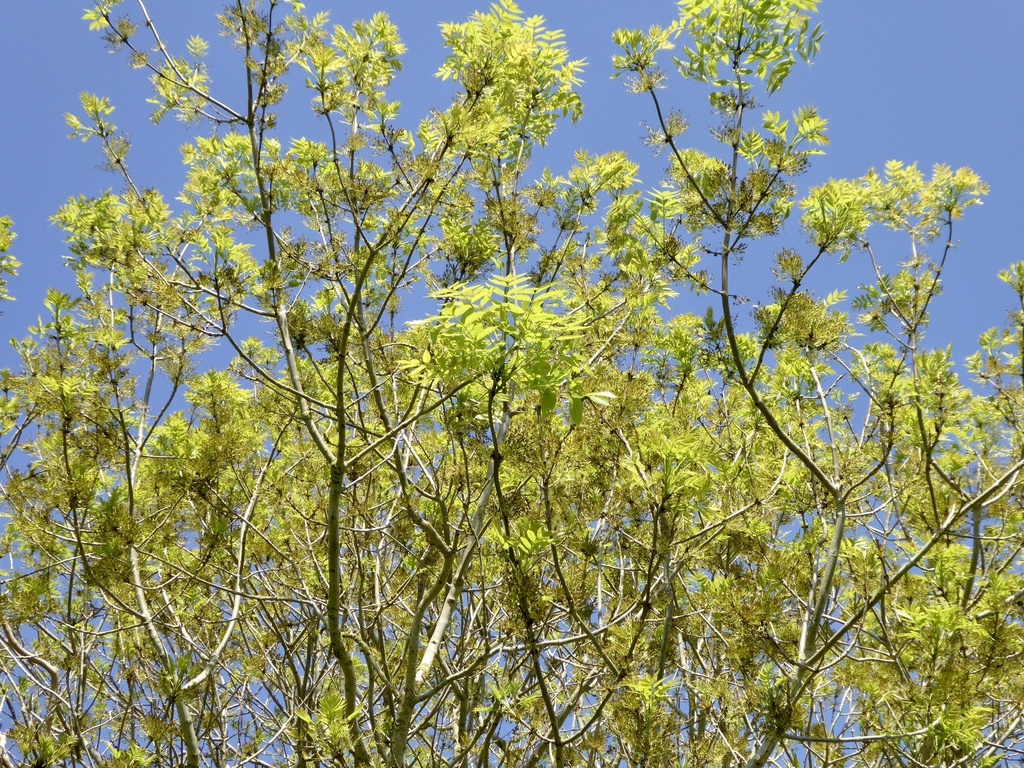 European ash (Fraxinus excelsior) - Botanical Realm