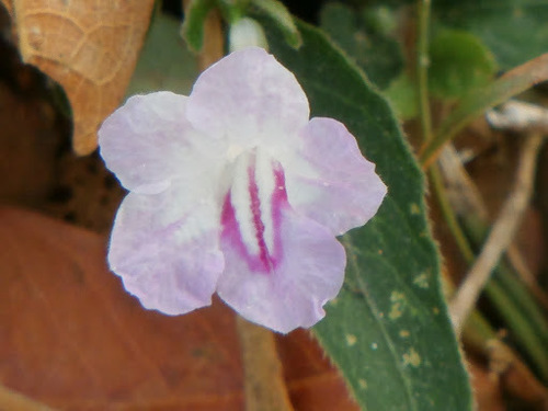 Ruellia repens (Wildflower and Weeds of Singapore) · iNaturalist