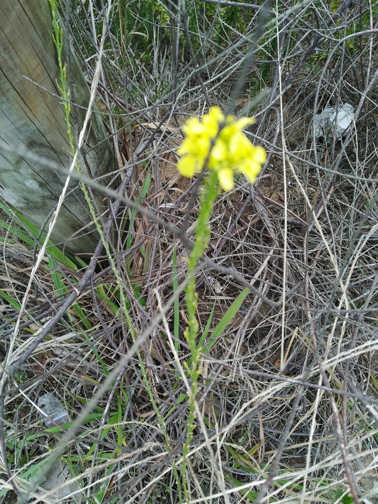 Black Mustard from Silver Mine (Nature Reserve), Cape Town, South ...