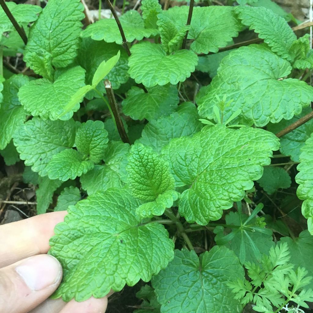 lemon balm from Benton County, OR, USA on April 10, 2017 at 07:09 PM by ...