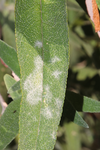 Pseudoidium buddlejae · iNaturalist