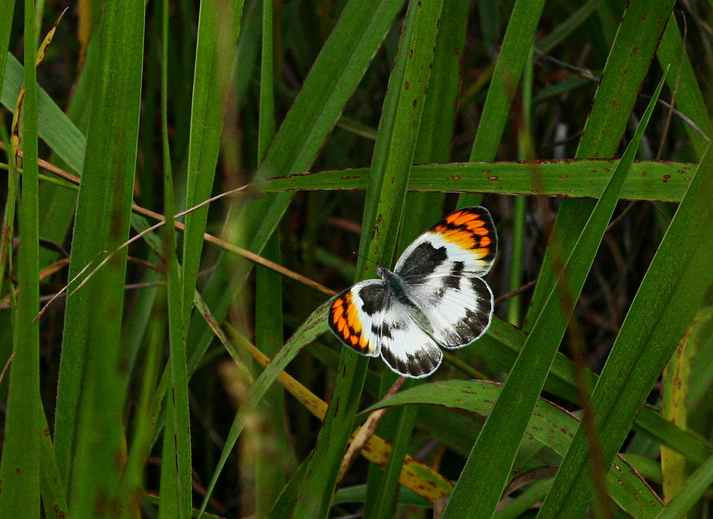 Common Orange Tip from Kutsaga Reseach Station, Harare South, Harare ...
