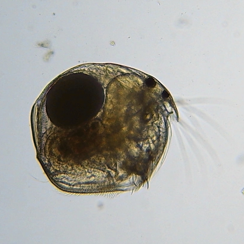 Chydorus sphaericus from Петриковский район, Днепропетровская область ...