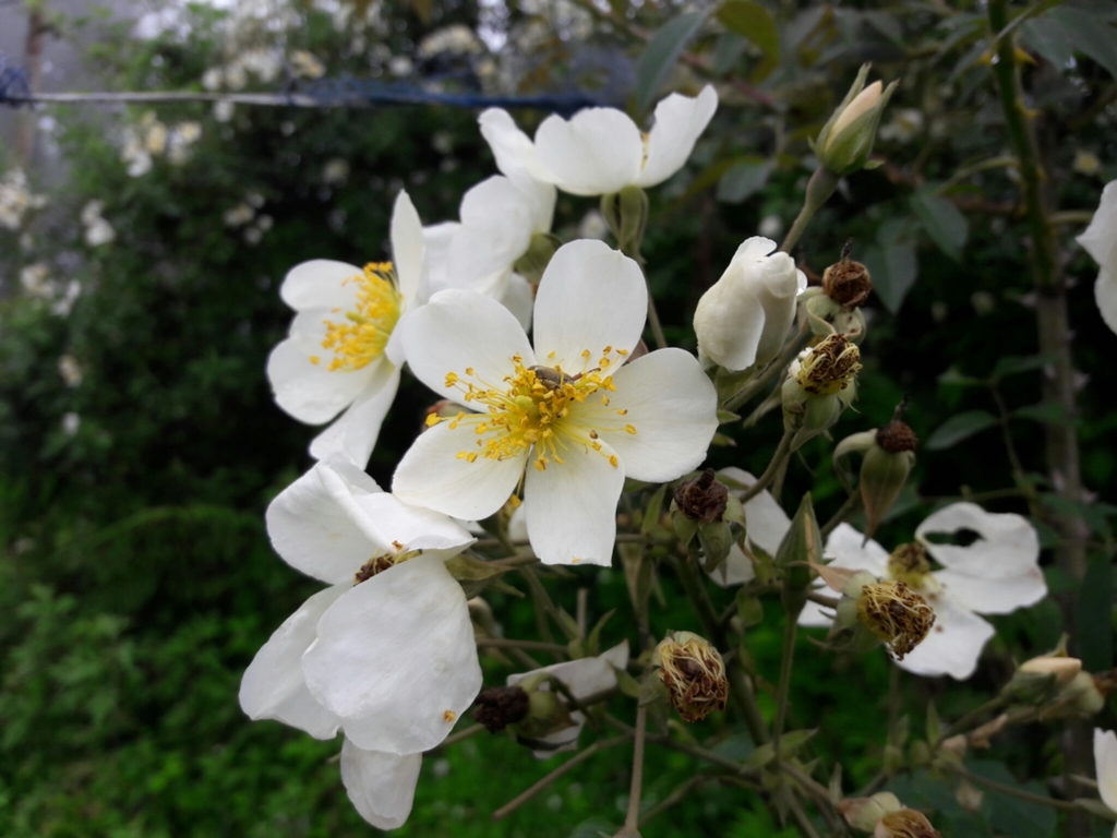 Himalayan Musk Rose (Flora of Chandragiri) · iNaturalist