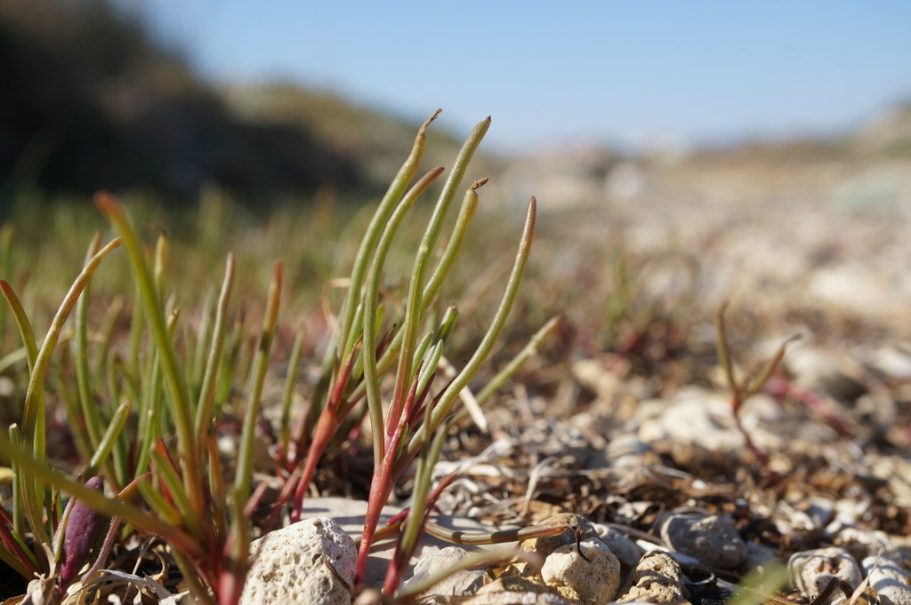Russian Thistles (tumbleweed) (Plants of Rosewood Nature Study Area ...