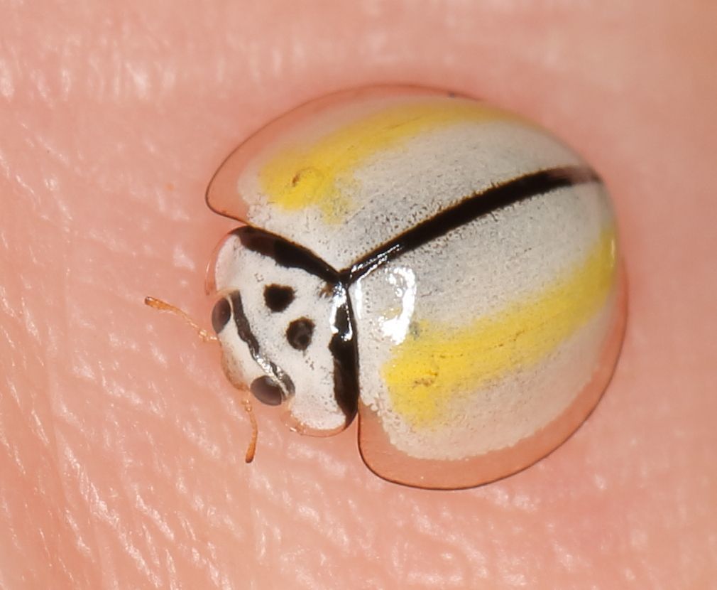 Smiley Face Lady Beetle