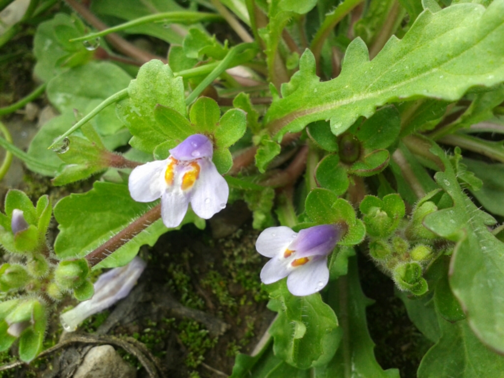 mazus family (Mazaceae) - Botanical Realm