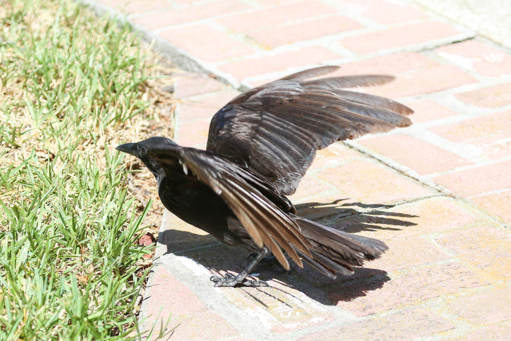 Crows and Ravens from 47 Millie Dr, Jacksonville Beach, FL 32250, USA ...