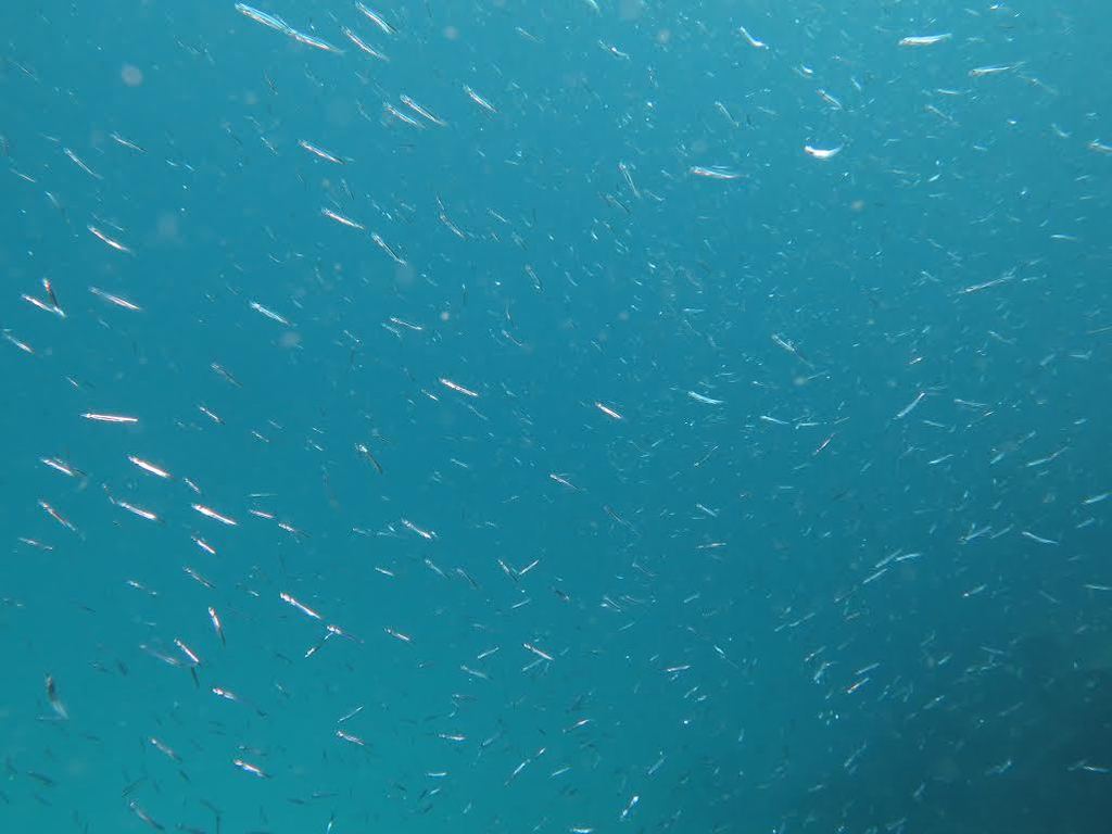 Indian Anchovy (Stolephorus indicus) - Marine Life Identification