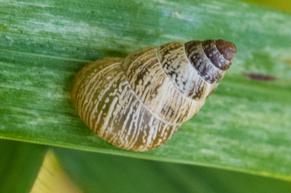 Small Pointed Snail (Madeira Snails) · iNaturalist