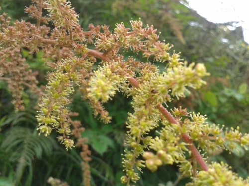 Astilbe rivularis · iNaturalist