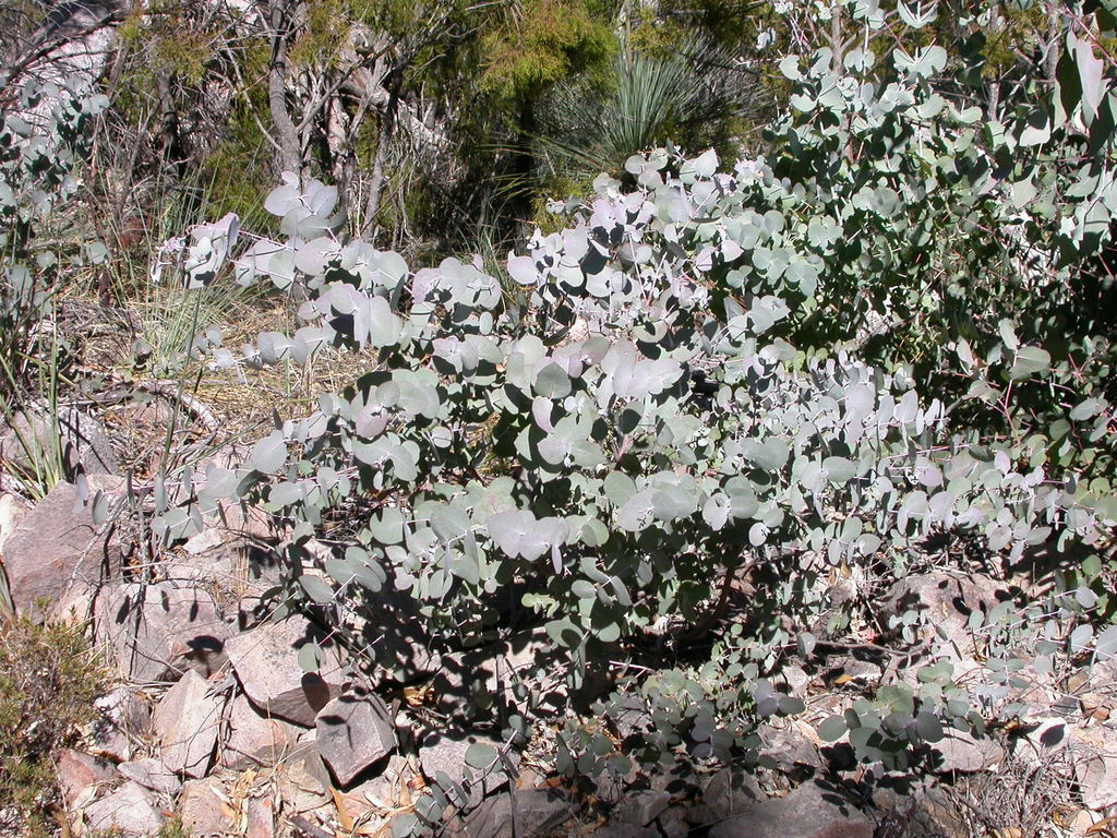 Long-leaved Box (Eucalyptus goniocalyx) - Botanical Realm