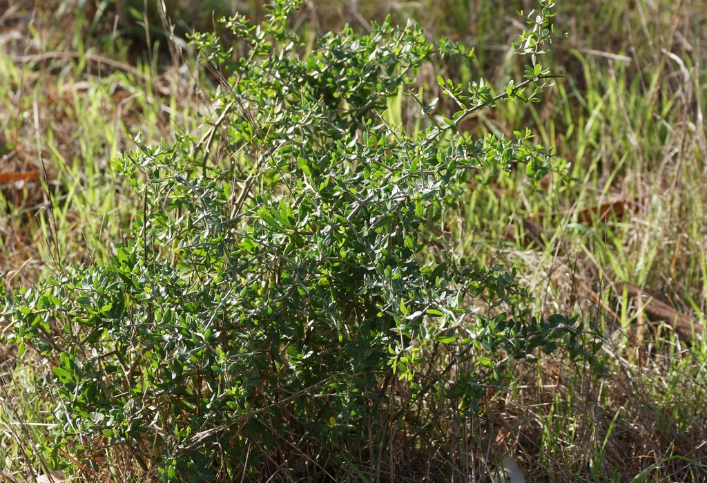 African boxthorn from Mount Duneed VIC 3217, Australia on April 27 ...