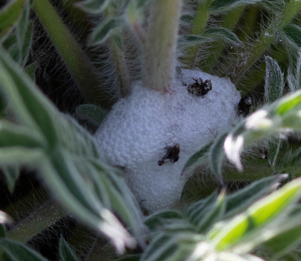 Spittlebugs and Froghoppers from Olofson Ridge Road, Mount Diablo SP ...