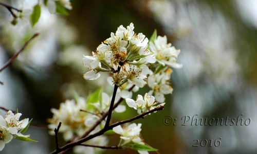 Docynia indica · iNaturalist