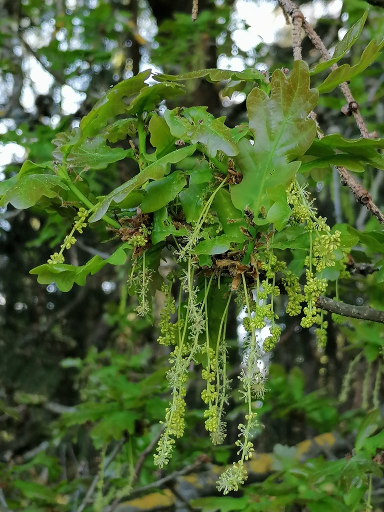 Pedunculate Oak Complex (Quercus robur) - Botanical Realm