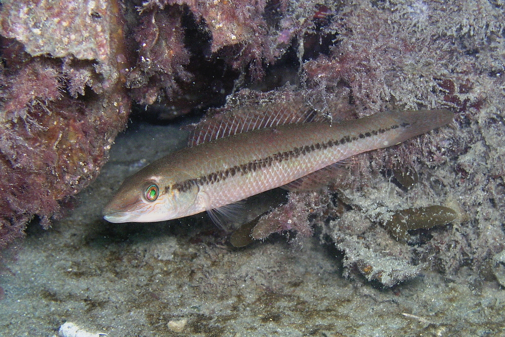 Little Weed Whiting (Fish of Coogee Beach) · iNaturalist