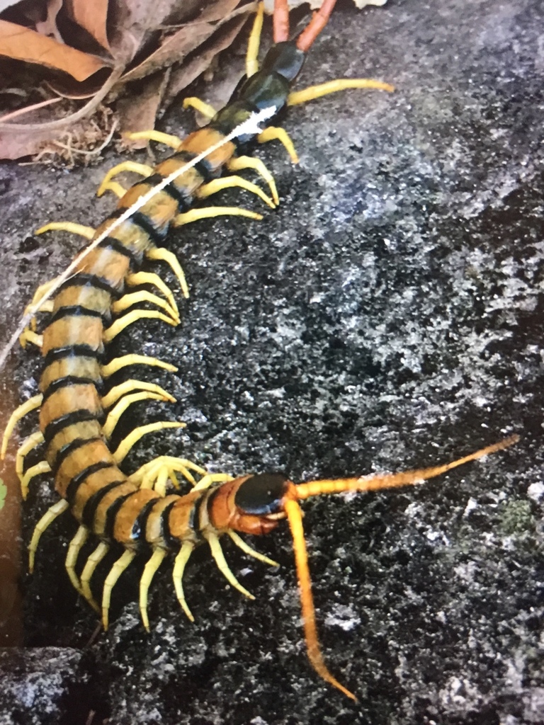 Giant Desert Centipede from Coronado National Forest, San Simon, AZ, US ...