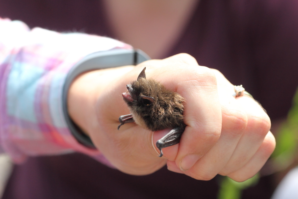 Eastern Small-footed Myotis in May 2016 by Mike V.A. Burrell · iNaturalist
