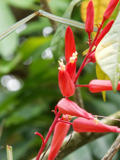 Quassia indica (Flora Singapore List Q) · iNaturalist