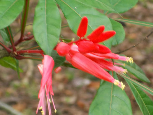 (Martinique Trees) · iNaturalist
